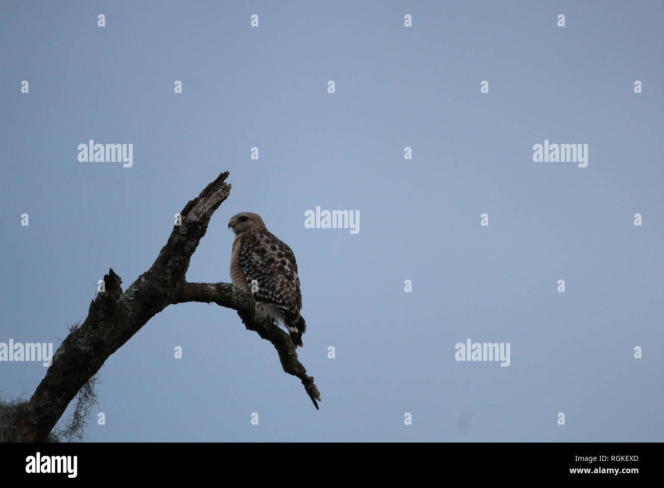 Hawk in tree hi-res stock photography and images - Alamy