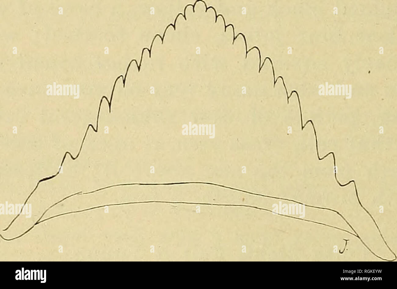 . Bulletin - New York State Museum. Science. Fig. 18 Tarsal claws :lC ...