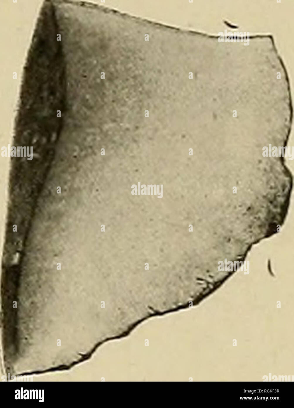 Cyclostomiceras hi-res stock photography and images - Alamy