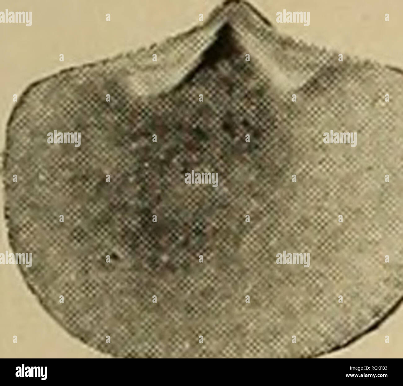 . Bulletin - New York State Museum. Science. Fig. 96 Orthostrophia ...