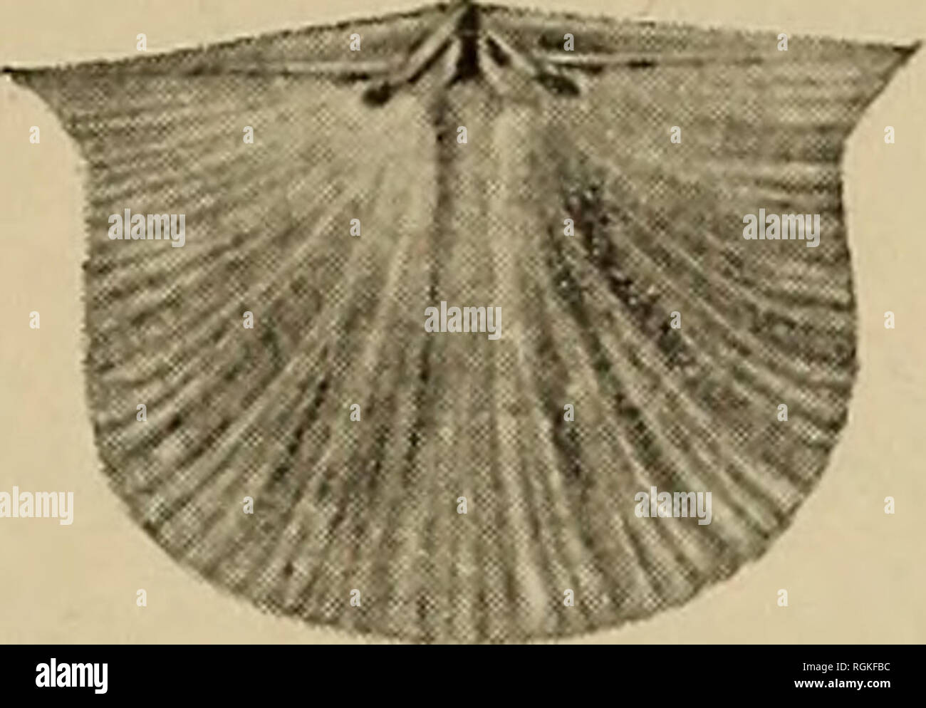 Semi plano hi-res stock photography and images - Alamy