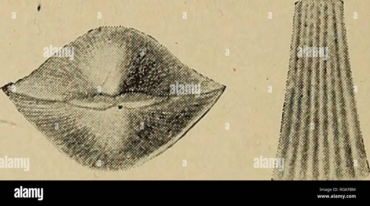 . Bulletin - New York State Museum. Science. s.> Fig. 94 Orthis ...