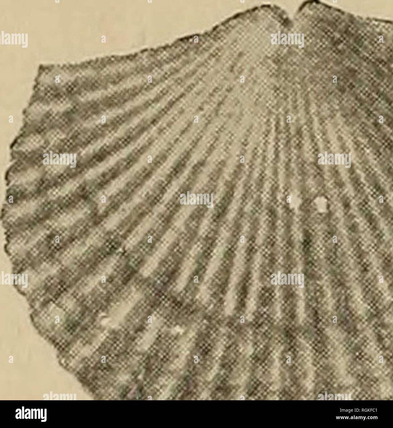 . Bulletin - New York State Museum. Science. i86 NEW YORK STATE MUSEUM ...