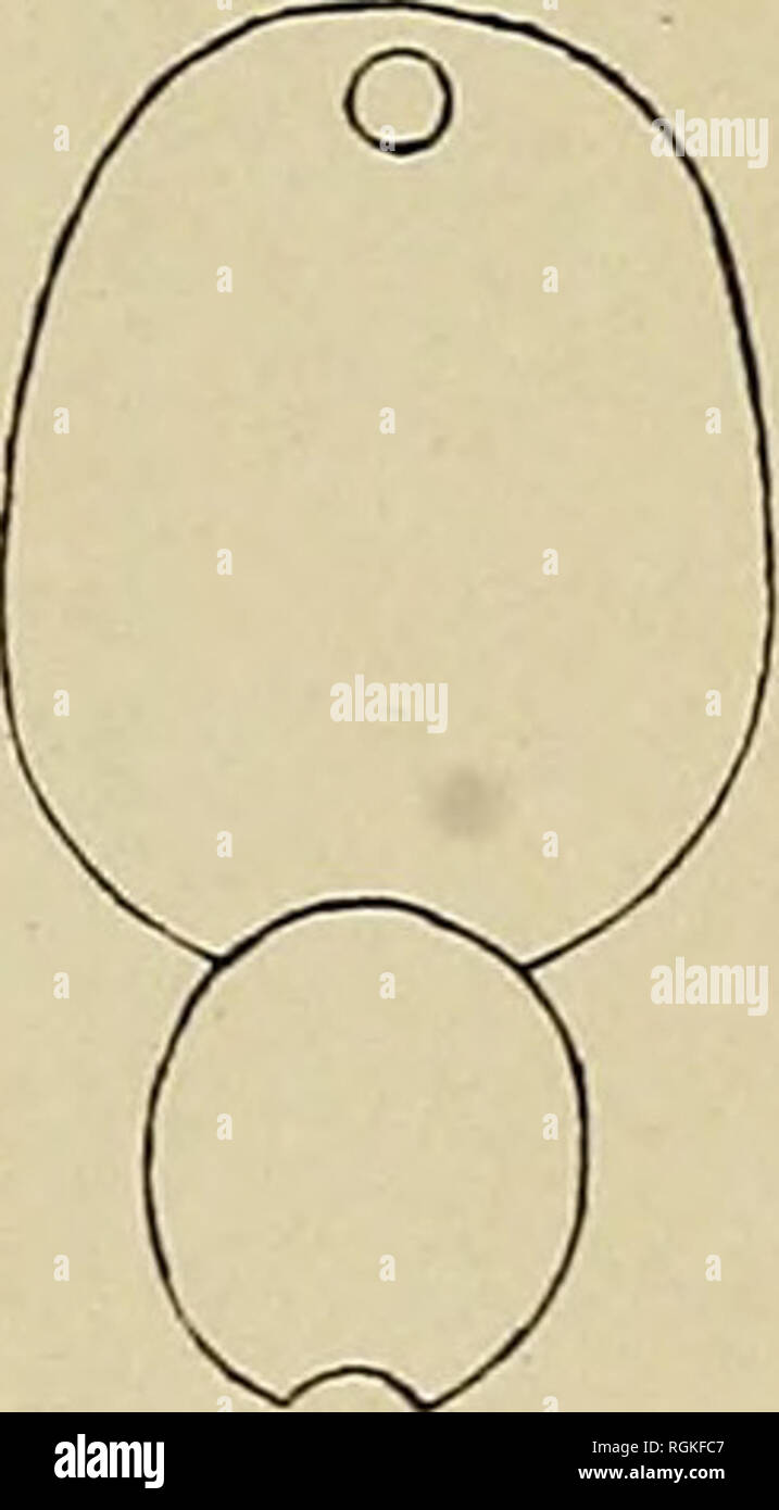 Which is probably a distinct genus hi-res stock photography and images ...