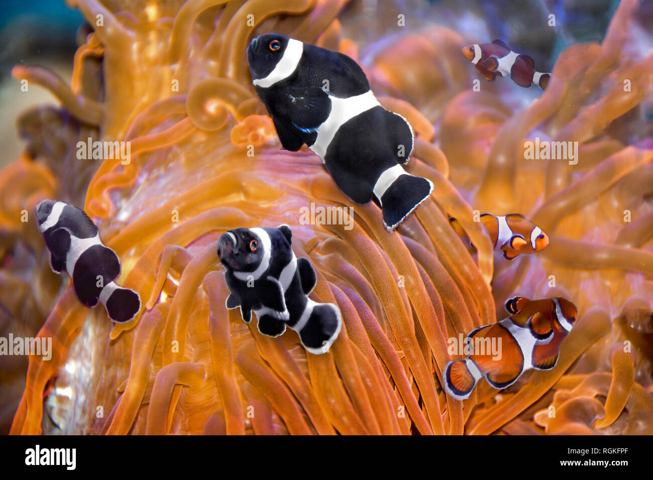 Clownfish and anemones live together on the reef in a symbionic ...