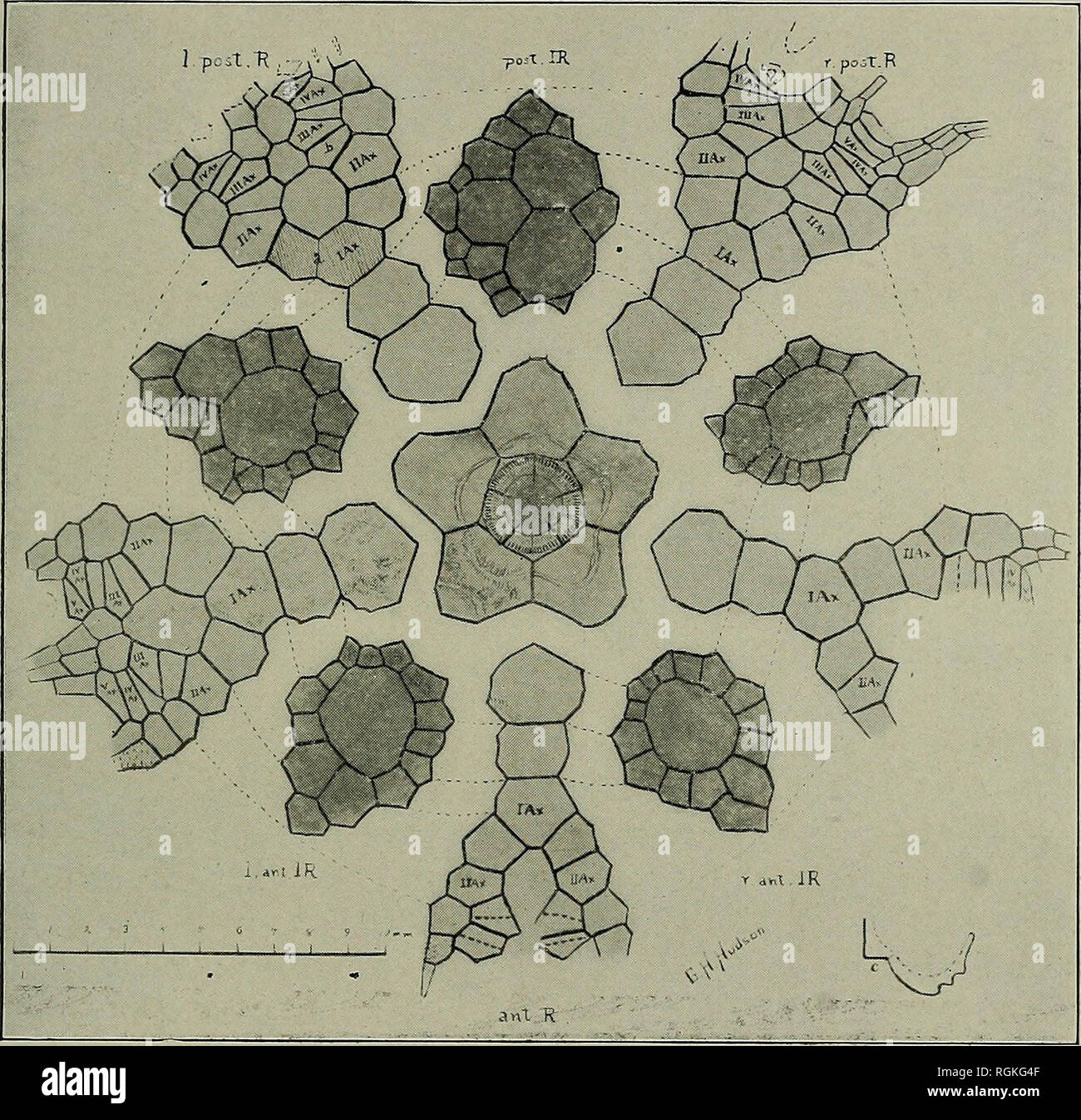 . Bulletin - New York State Museum. Science. ON SOME PELMATOZOA FROM ...
