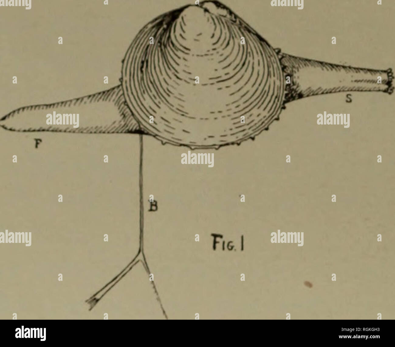 Clam siphons hi-res stock photography and images - Alamy