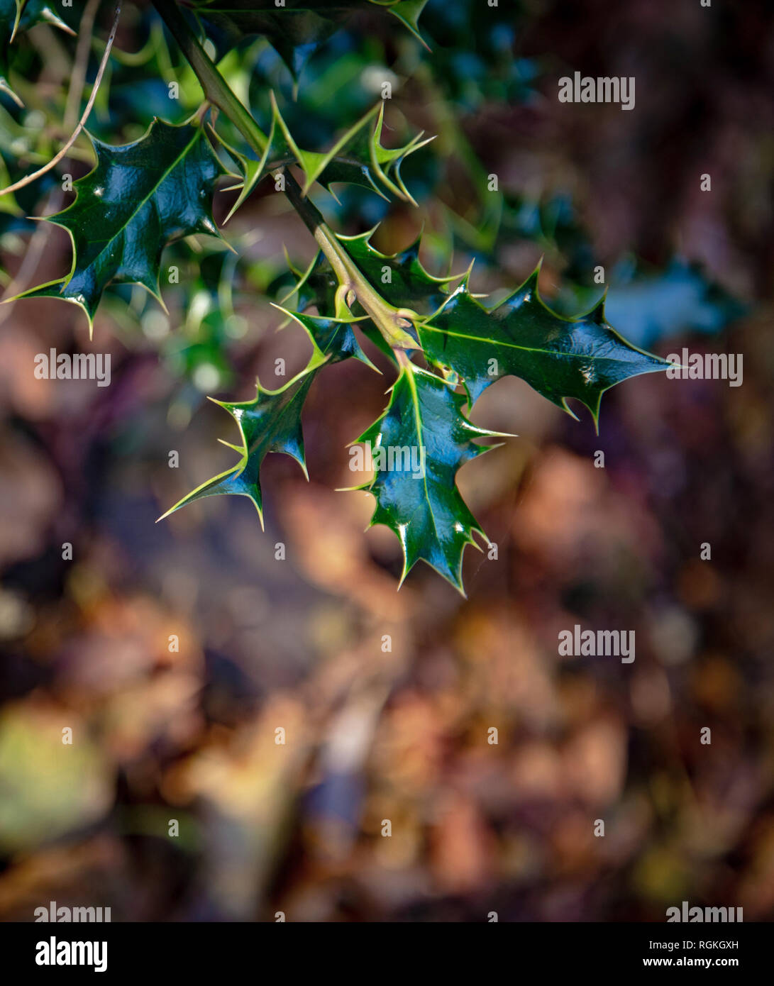 Fresh green holly growing in a typical English autumn back garden Stock ...