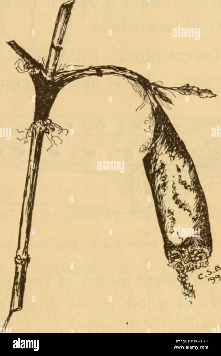 Cork moth hi-res stock photography and images - Alamy