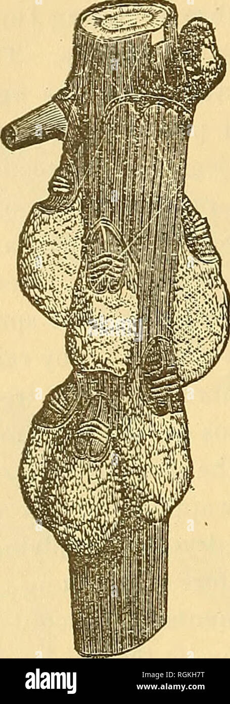 Scale insect maple tree hi-res stock photography and images - Alamy