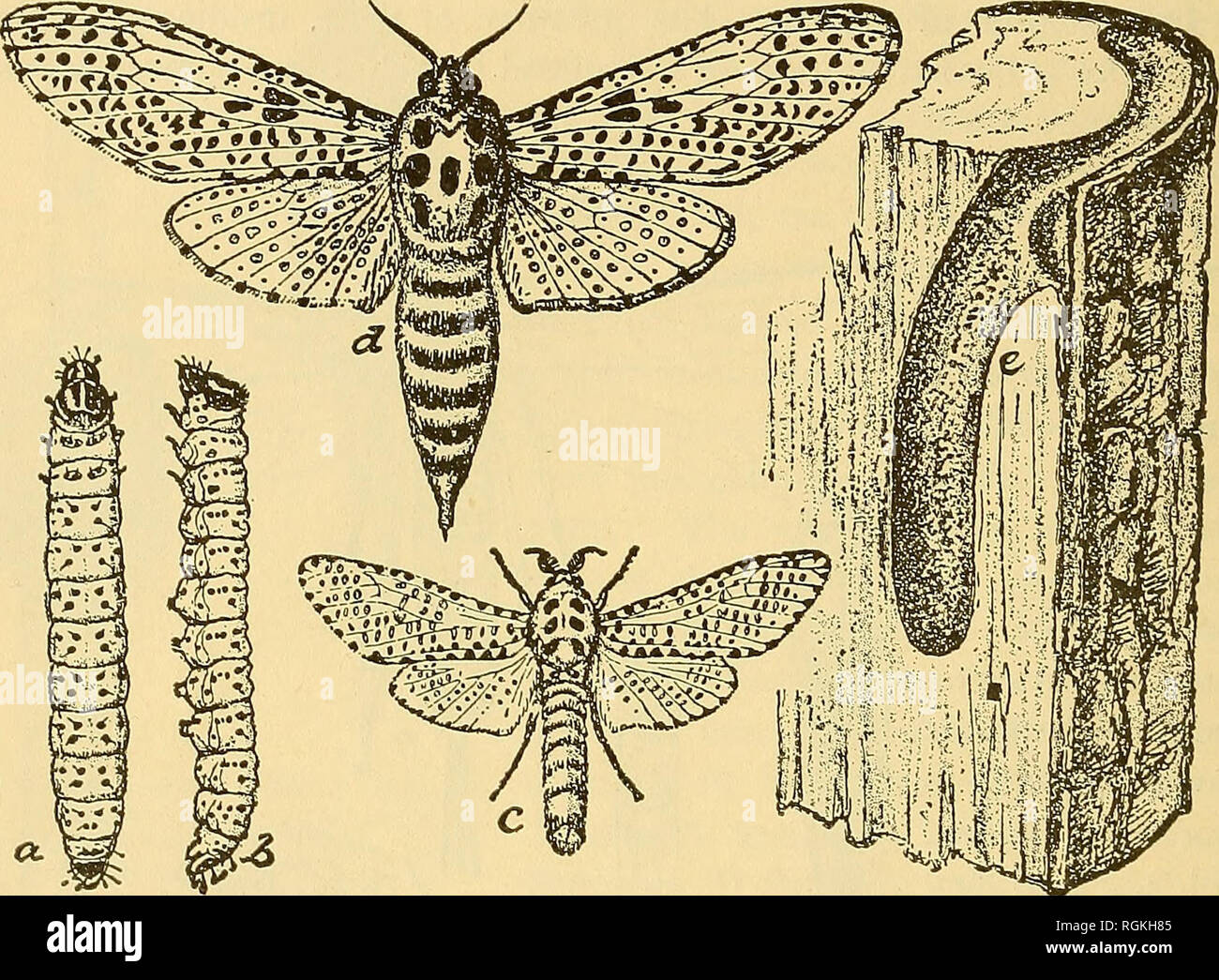 . Bulletin - New York State Museum. Science. 5° NEW YORK STATE MUSEUM ...