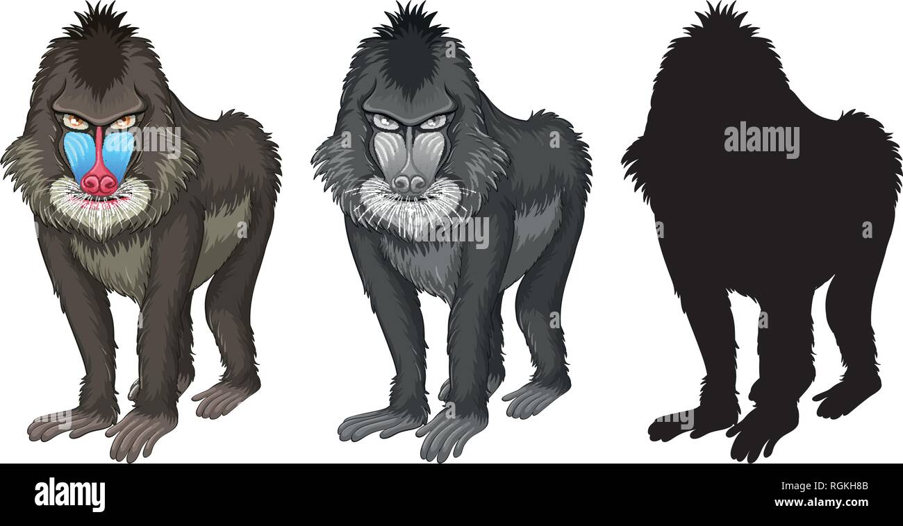 Set of mandrill baboon character illustration Stock Vector Image & Art ...