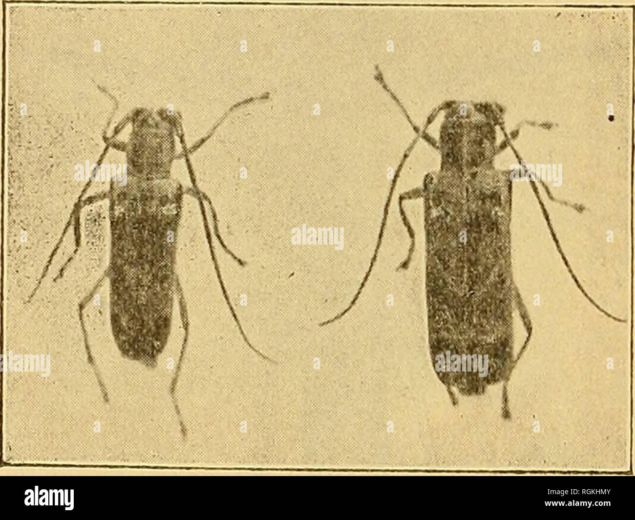 Large scale bark beetle infestation hi-res stock photography and images ...