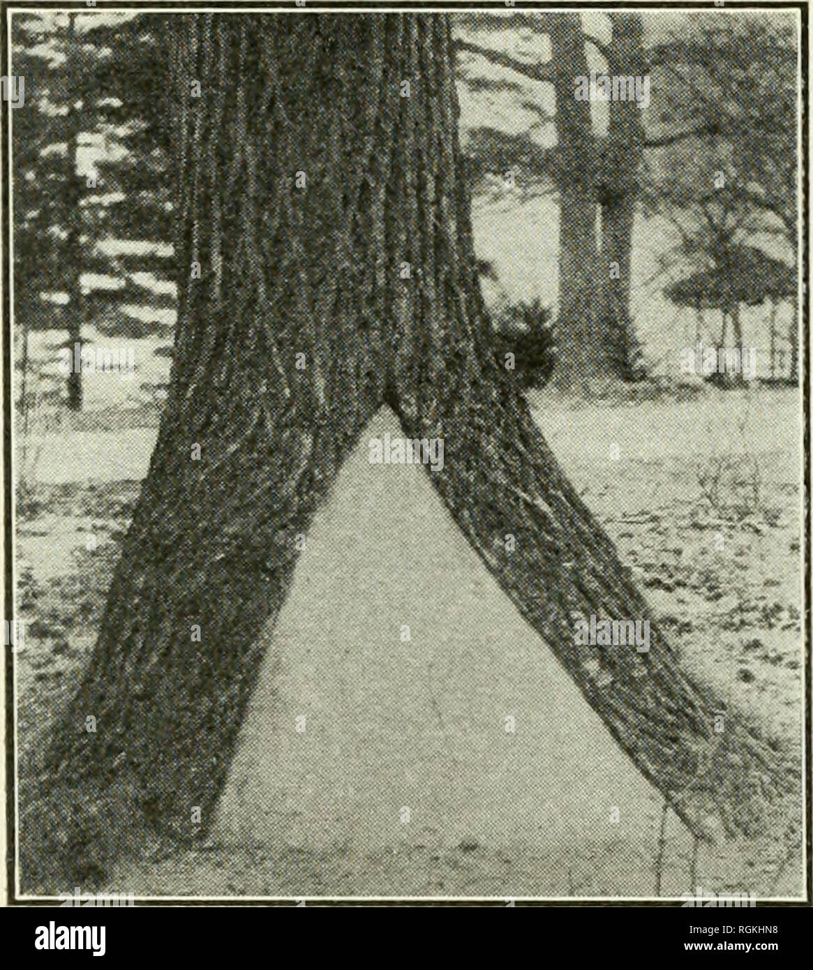 Cement in a tree cavity hi-res stock photography and images - Alamy