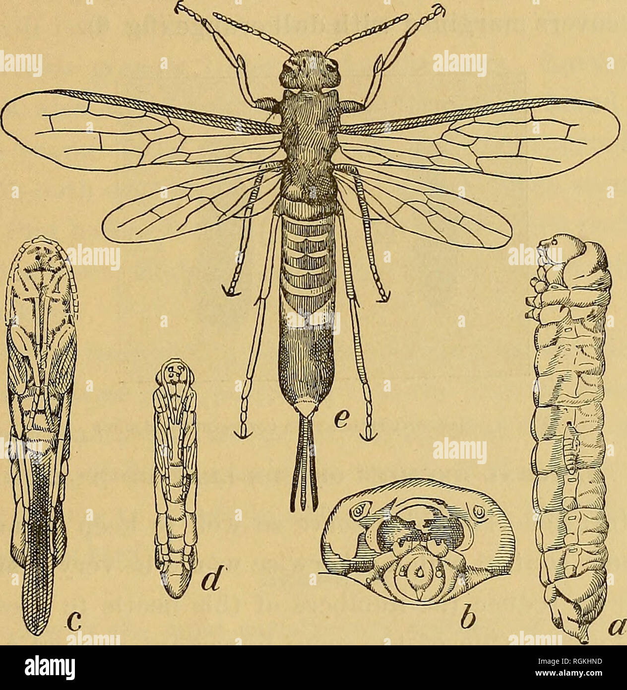 . Bulletin - New York State Museum. Science. THE ELM-LEAF BEETLE IN NEW ...