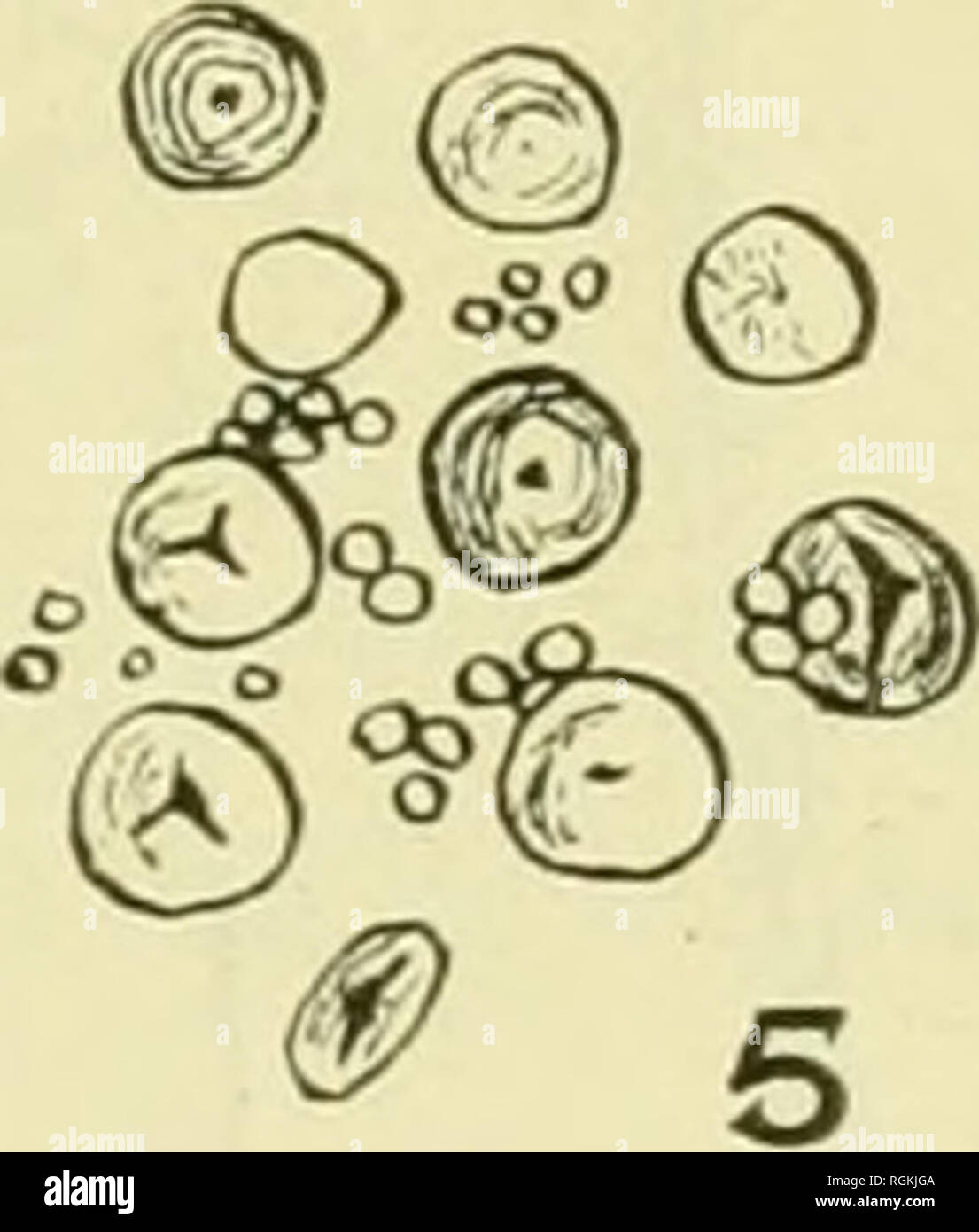 Twin cells hi-res stock photography and images - Alamy