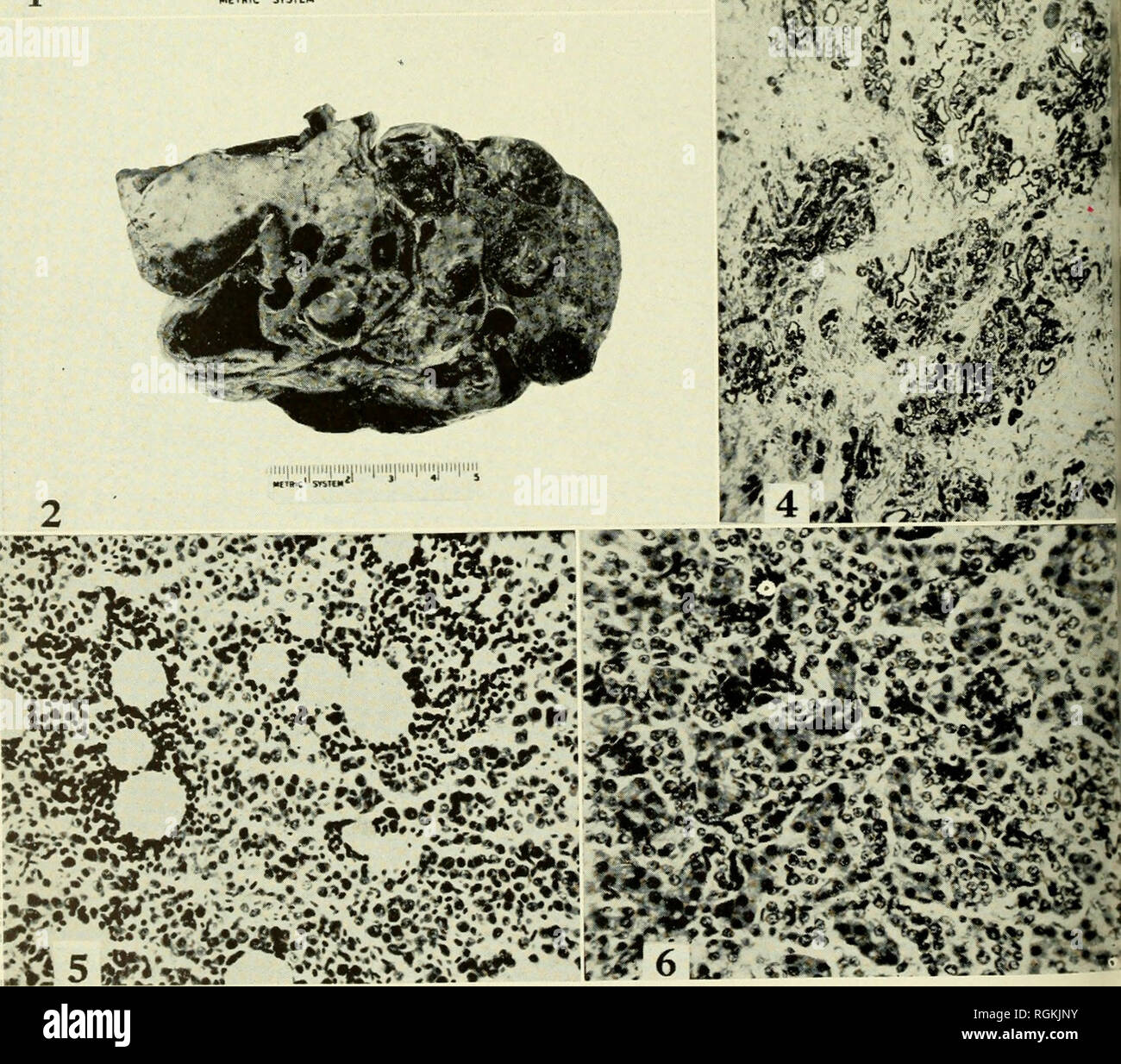 . Bulletin - Massachusetts Agricultural Experiment Station. Agriculture ...