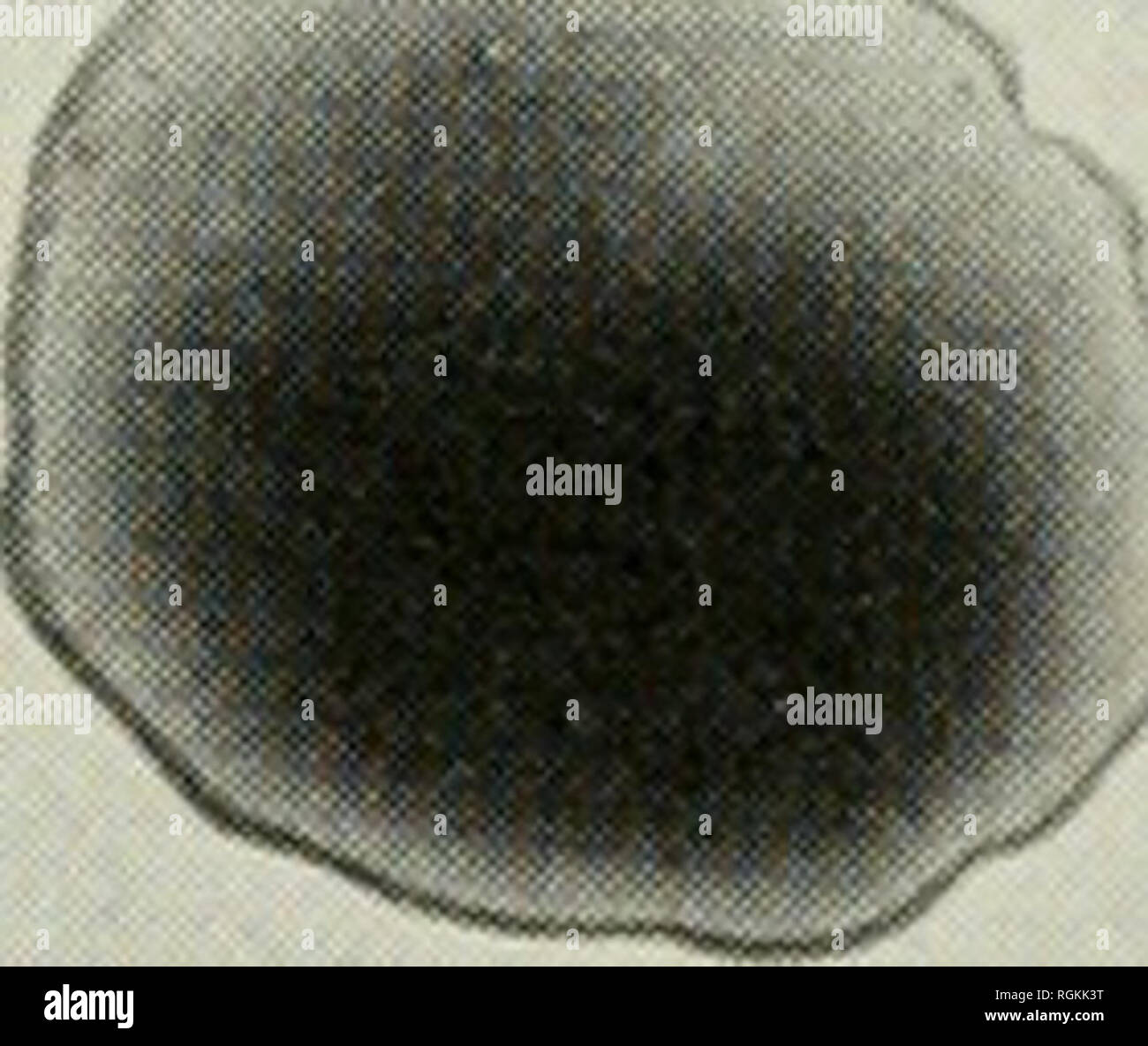 Pullorum hi-res stock photography and images - Alamy