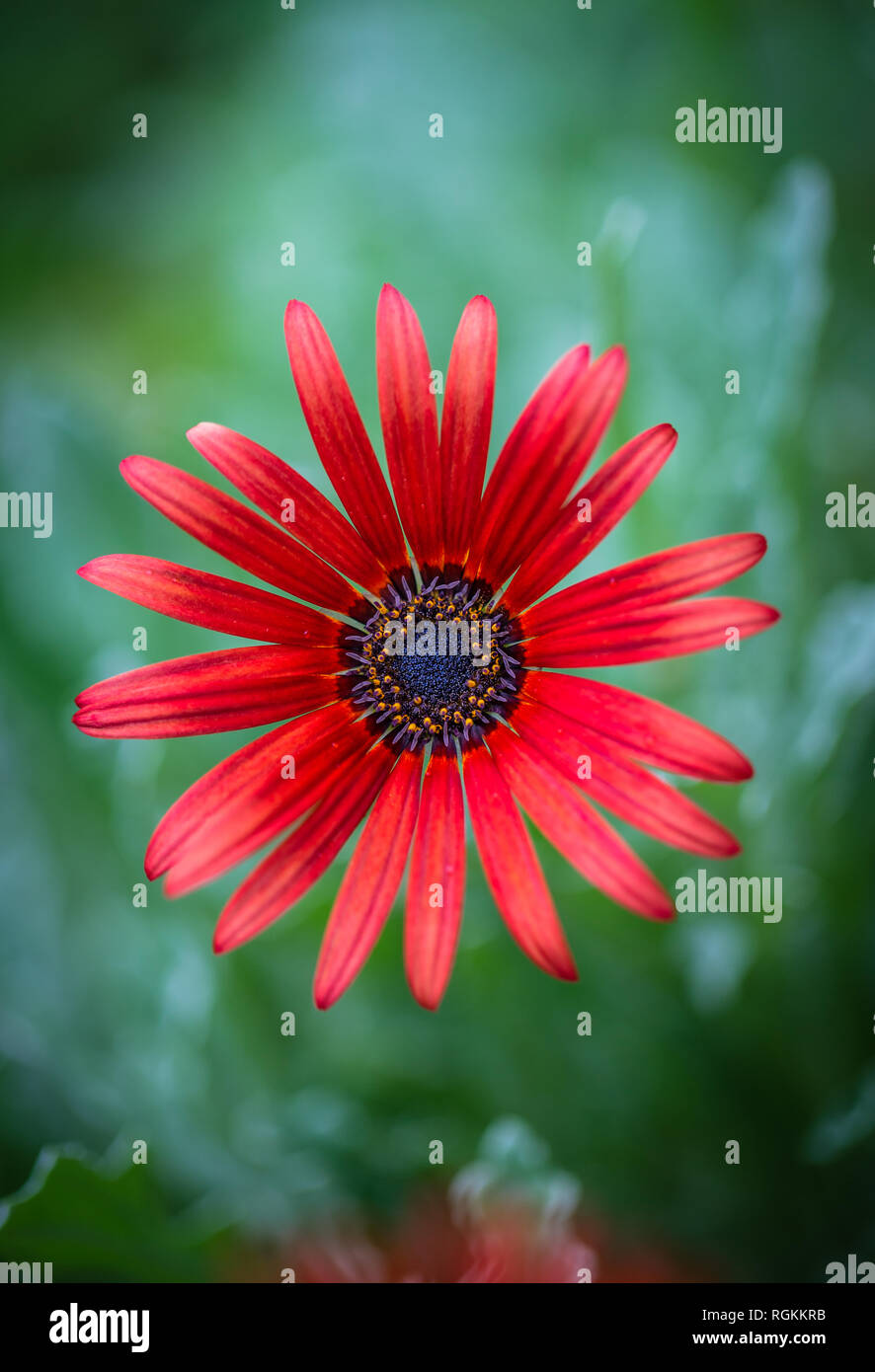 Arctotis red devil hi-res stock photography and images - Alamy