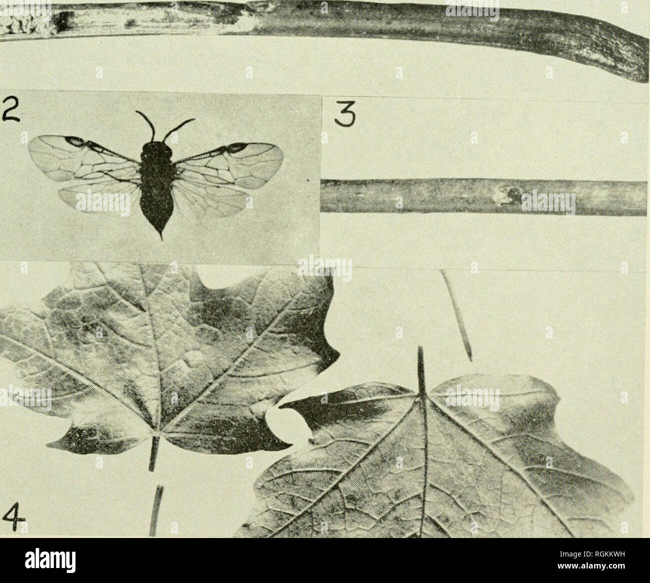 . Bulletin - Massachusetts Agricultural Experiment Station. Agriculture ...
