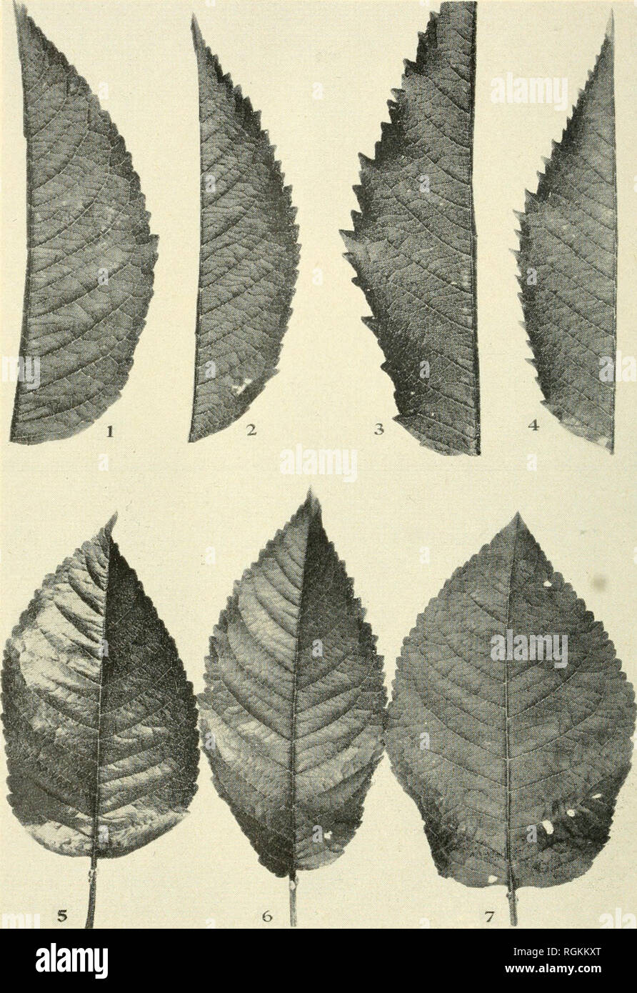 Double serrate hi-res stock photography and images - Alamy