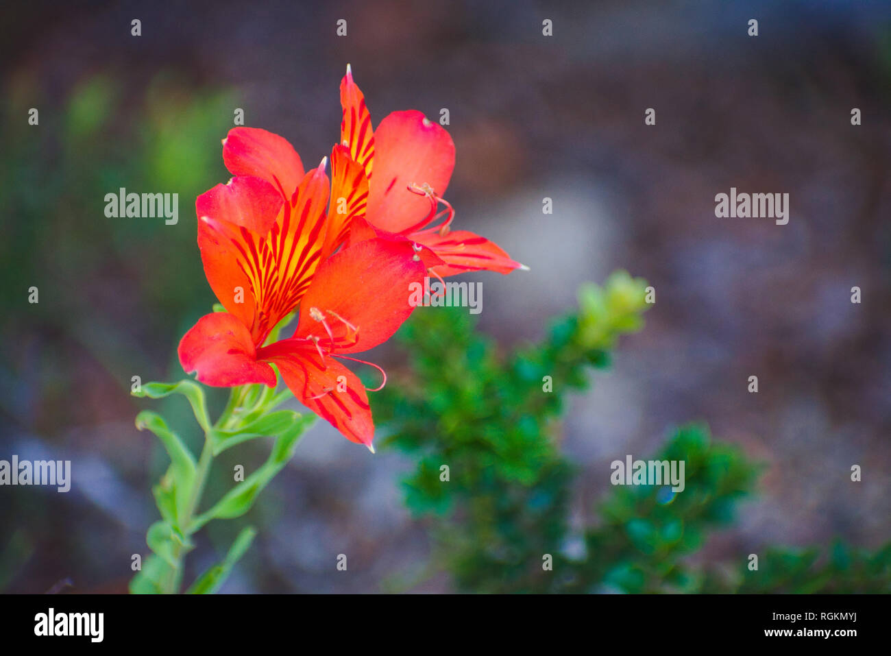 The colors of nature Stock Photo - Alamy