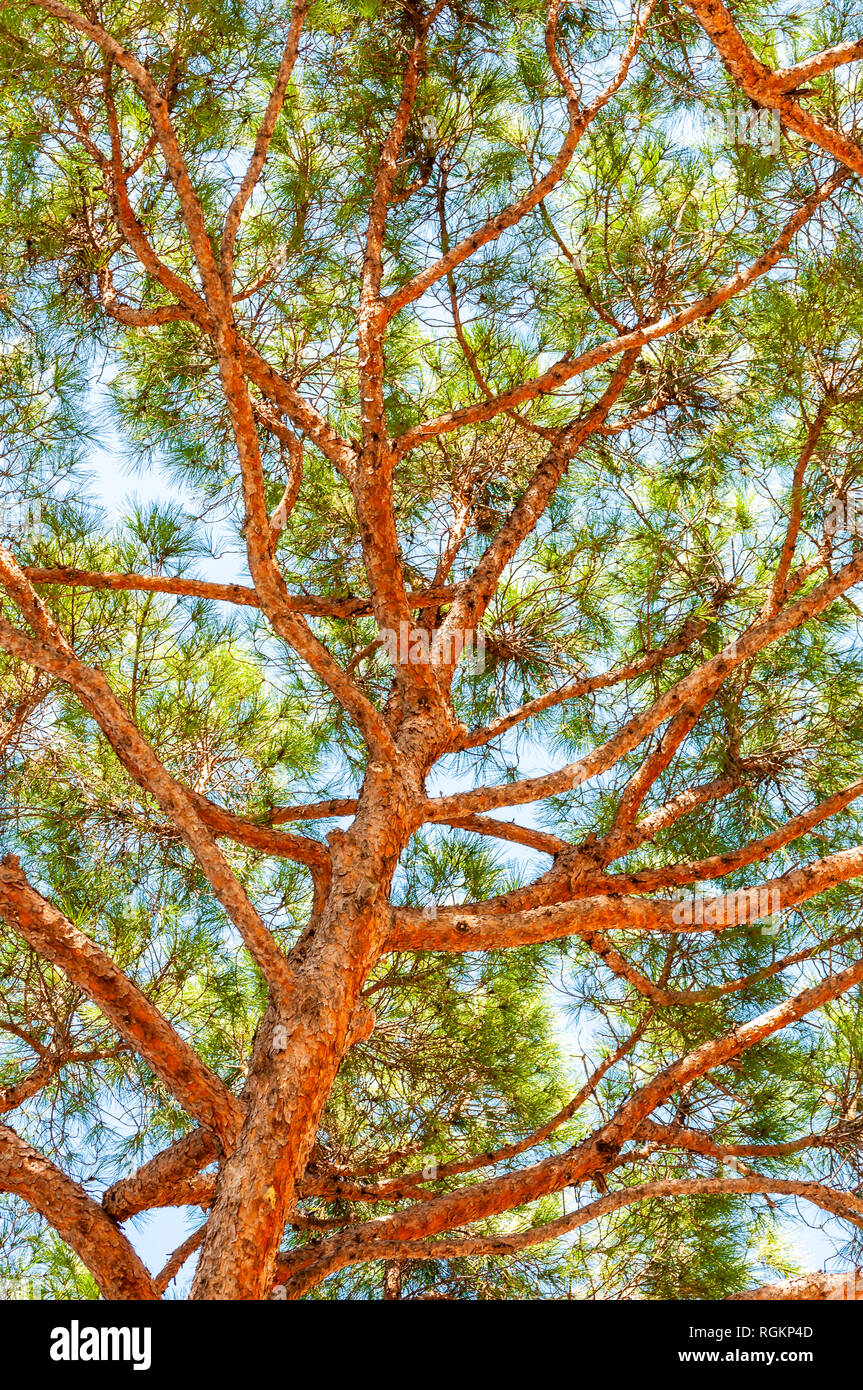 Interweaving of branches hi-res stock photography and images - Alamy