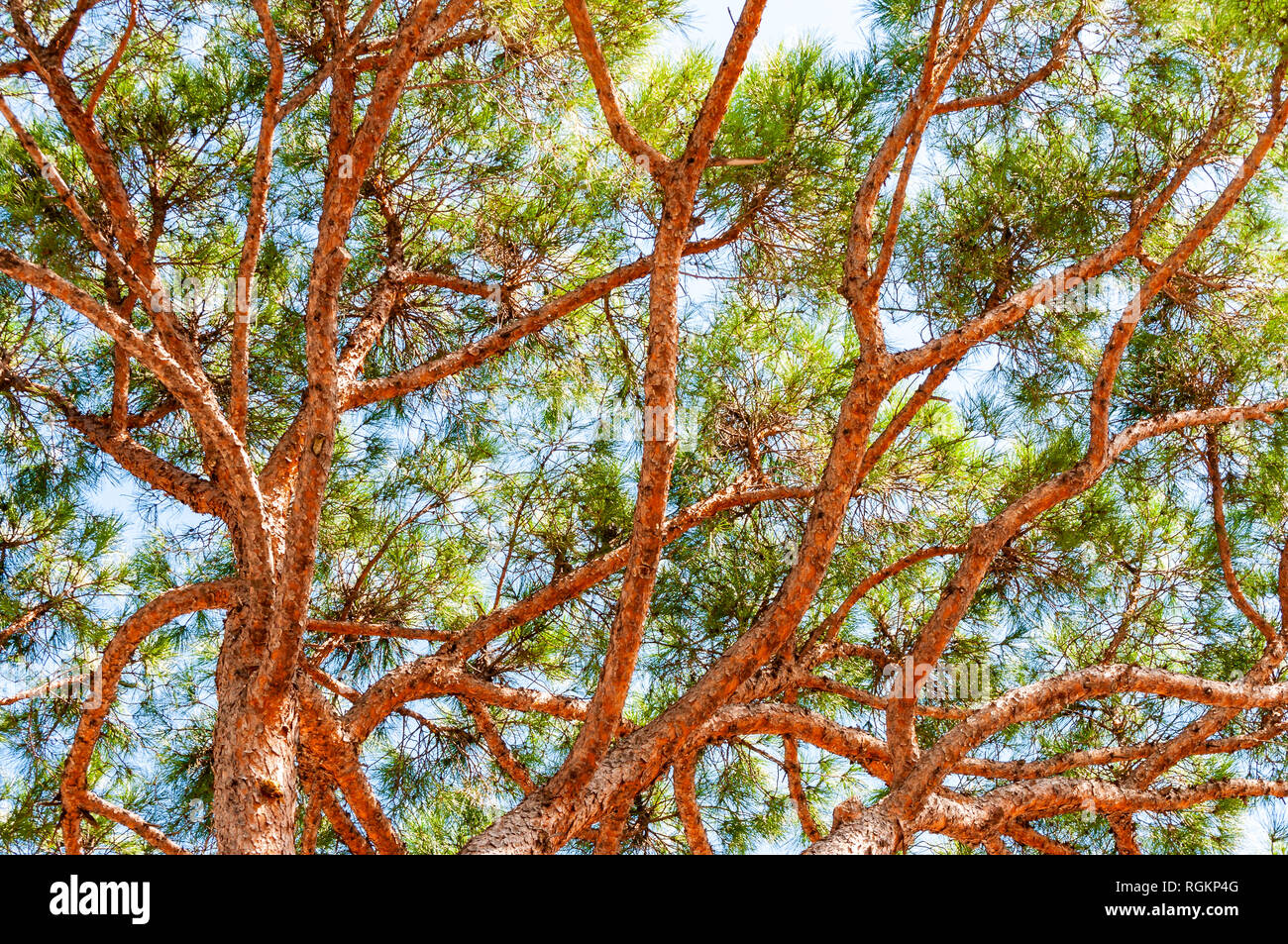 View from below on rich evergreen conifer pine tree trunk with growing ...