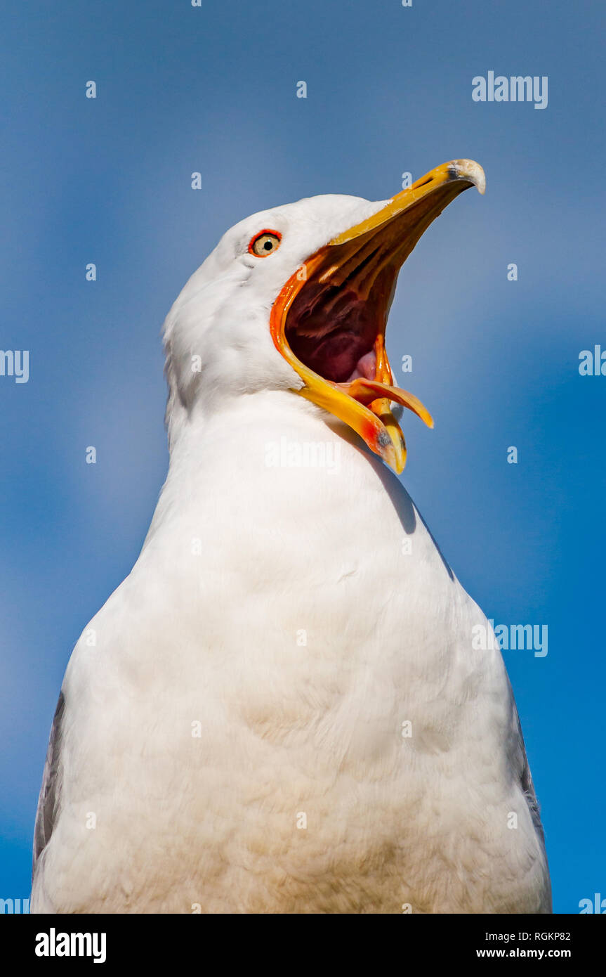 Seagull wide open gape hi-res stock photography and images - Alamy
