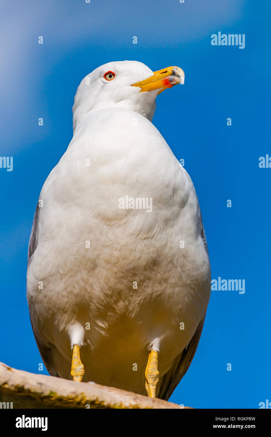 65 cm long hi-res stock photography and images - Alamy