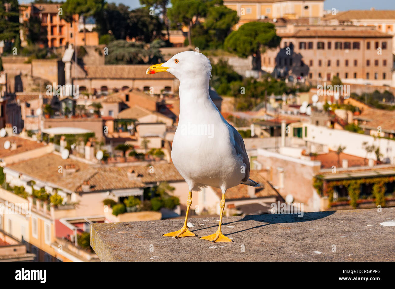 Close-up portrait of white Seagull sitting on the roof. The Larus ...