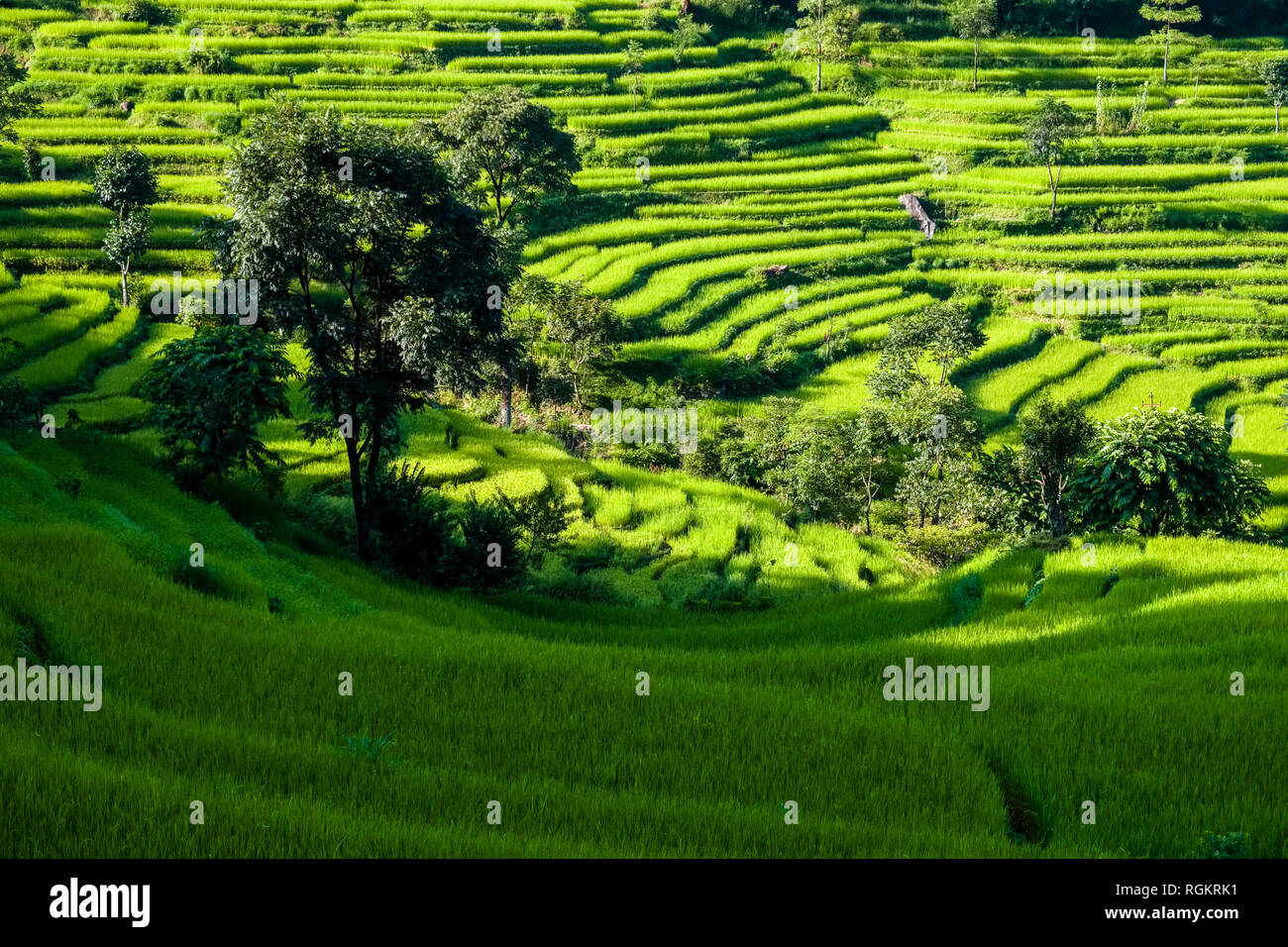 Aerial view into a valley with green terrace rice fields in the ...
