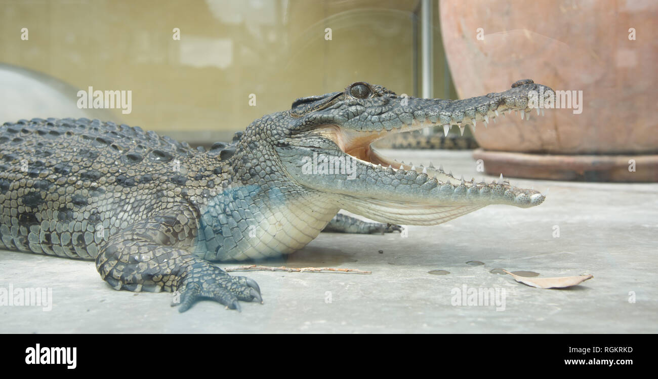 Dinoshark Vs Crocosaurus