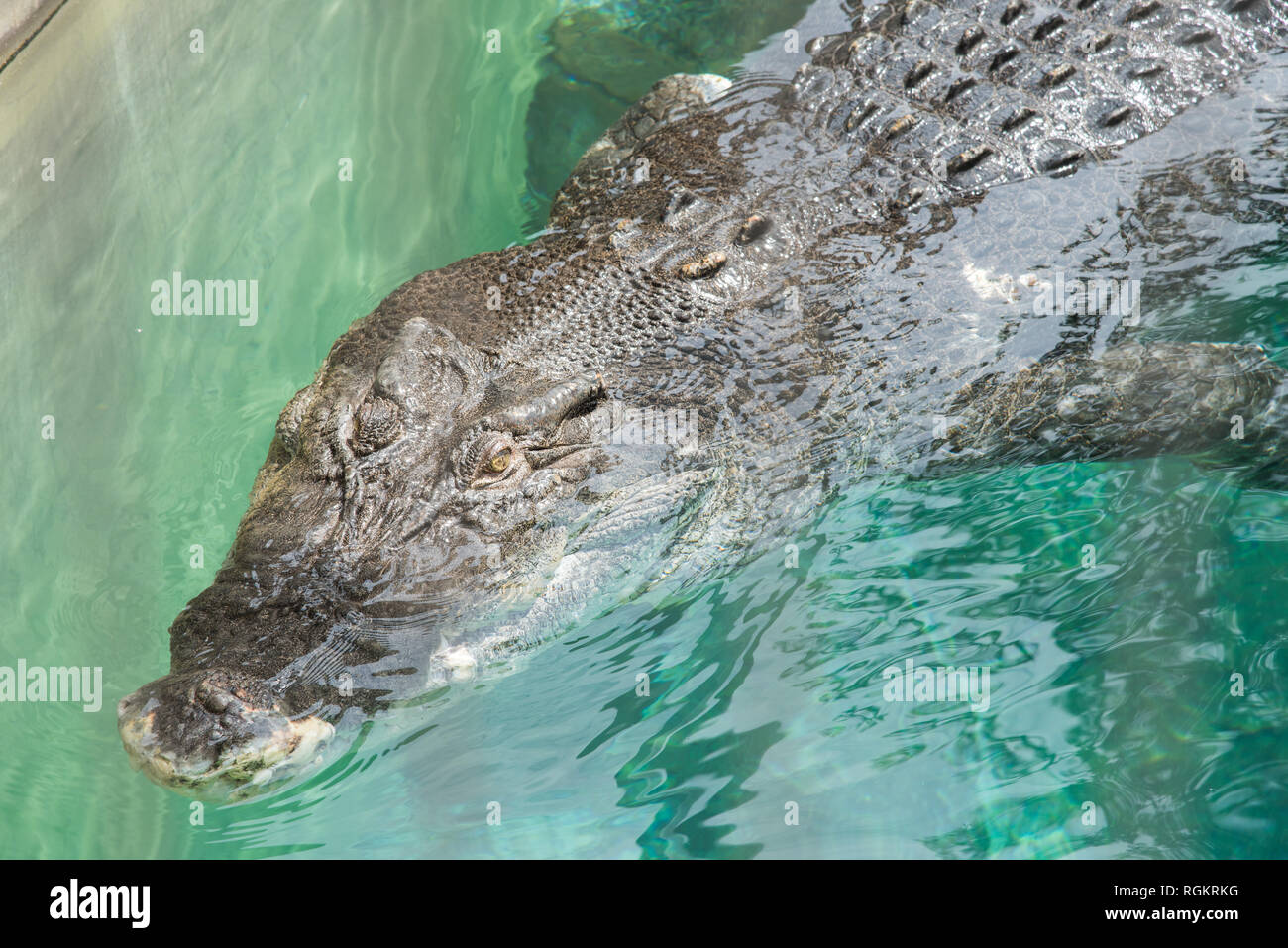 Big croc northern territory hi-res stock photography and images - Alamy