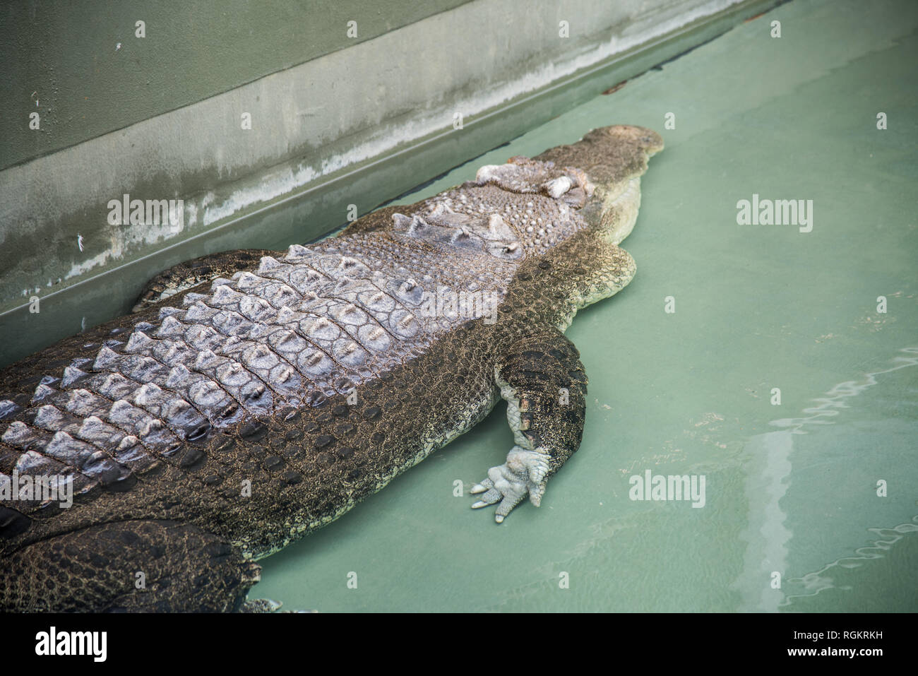 Darwin, Northern Territory, Australia-October 15,2017: Massive adult ...