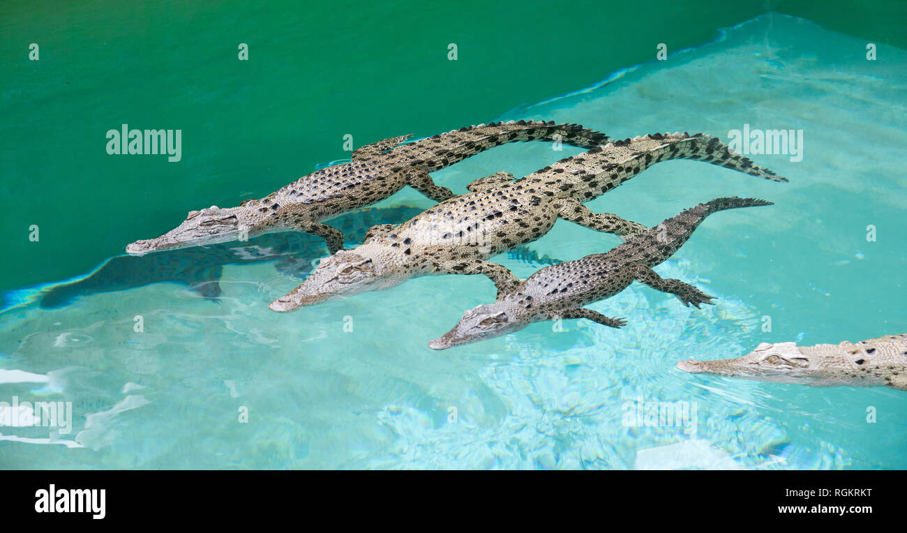 Darwin, Northern Territory, Australia-October 15,2017: Group of ...