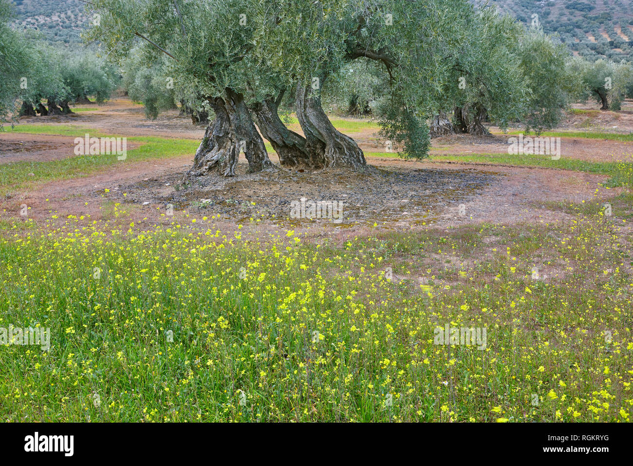Olive tree fields in Andalusia. Spanish agricultural harvest landscape ...