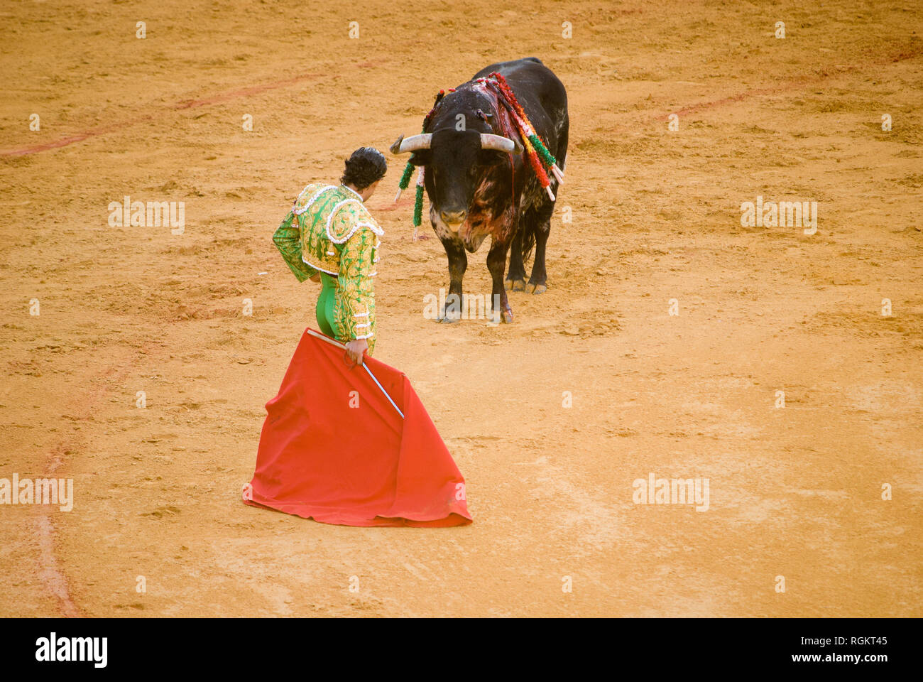 the struggle between man and bull Stock Photo - Alamy