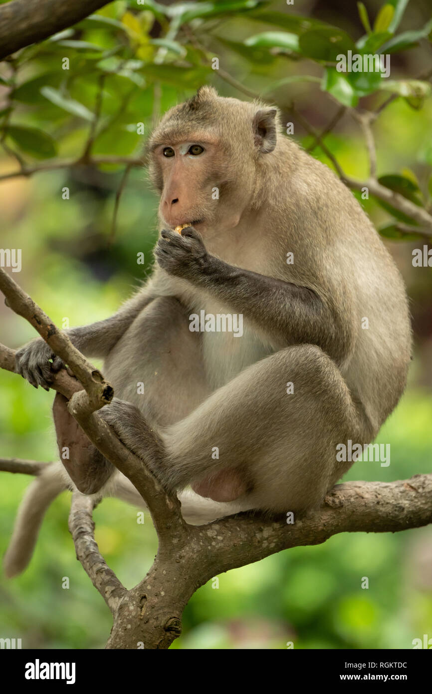 Long-tailed macaque sits in tree eating food Stock Photo - Alamy