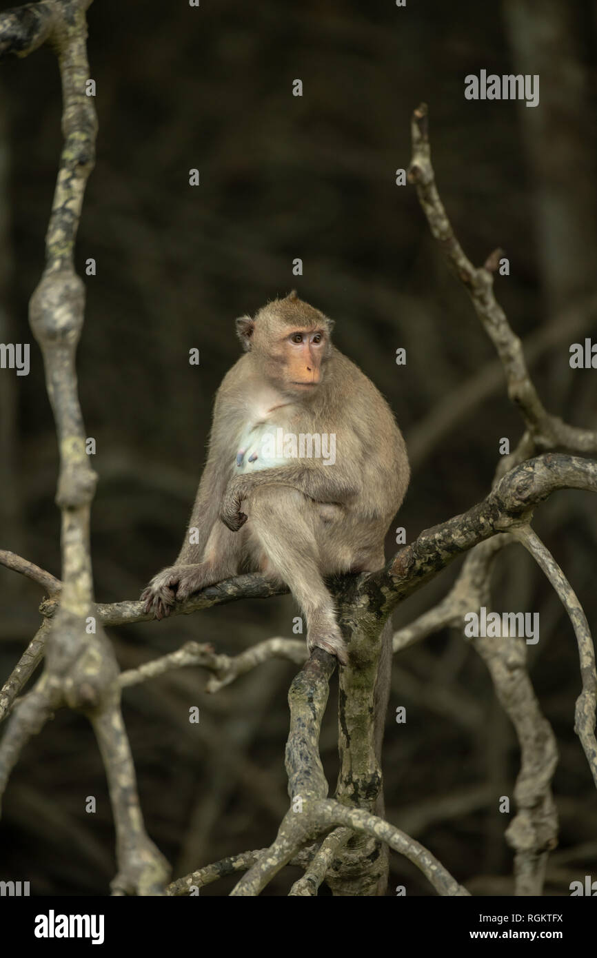 Long-tailed macaque sits on tangled dead branches Stock Photo - Alamy