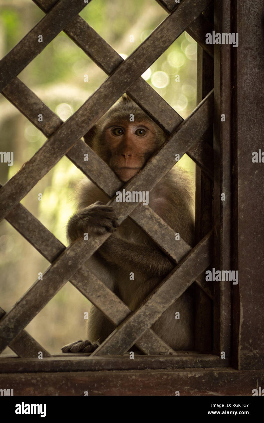 Long-tailed macaque sitting behind wooden trellis window Stock Photo ...