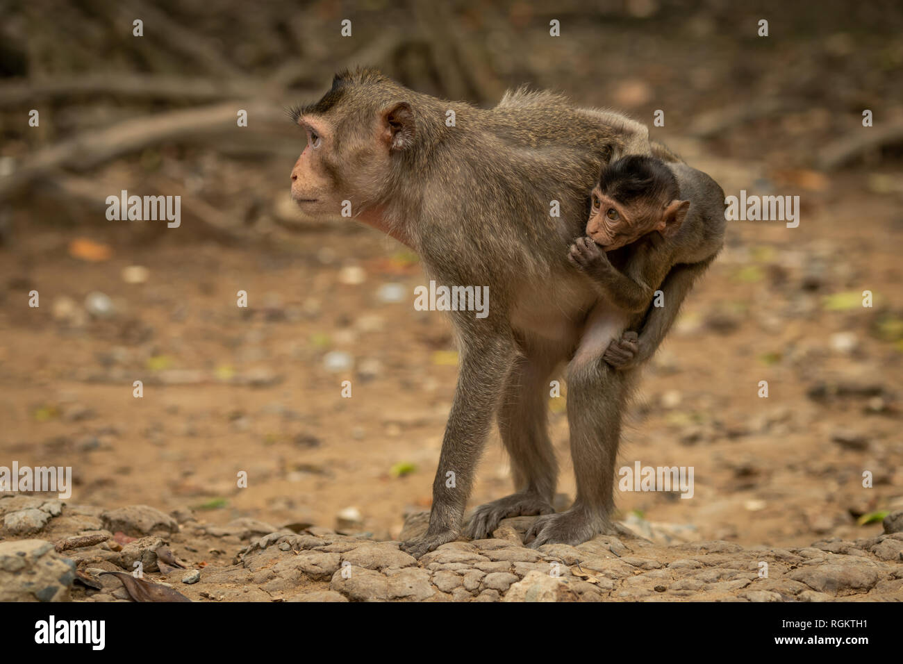 Long-tailed macaque stands carrying baby on back Stock Photo - Alamy