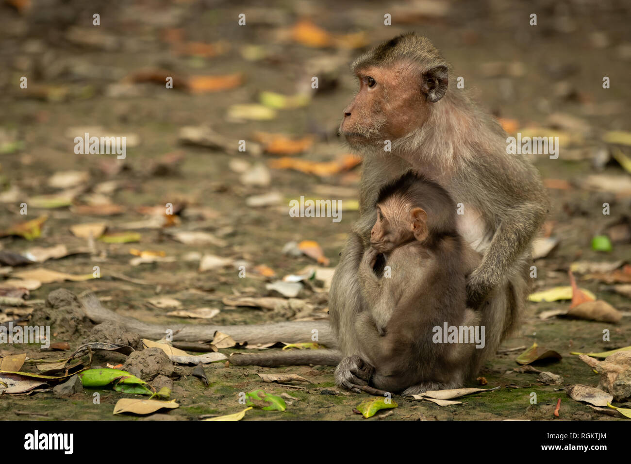 Mother and baby long-tailed macaque look left Stock Photo - Alamy