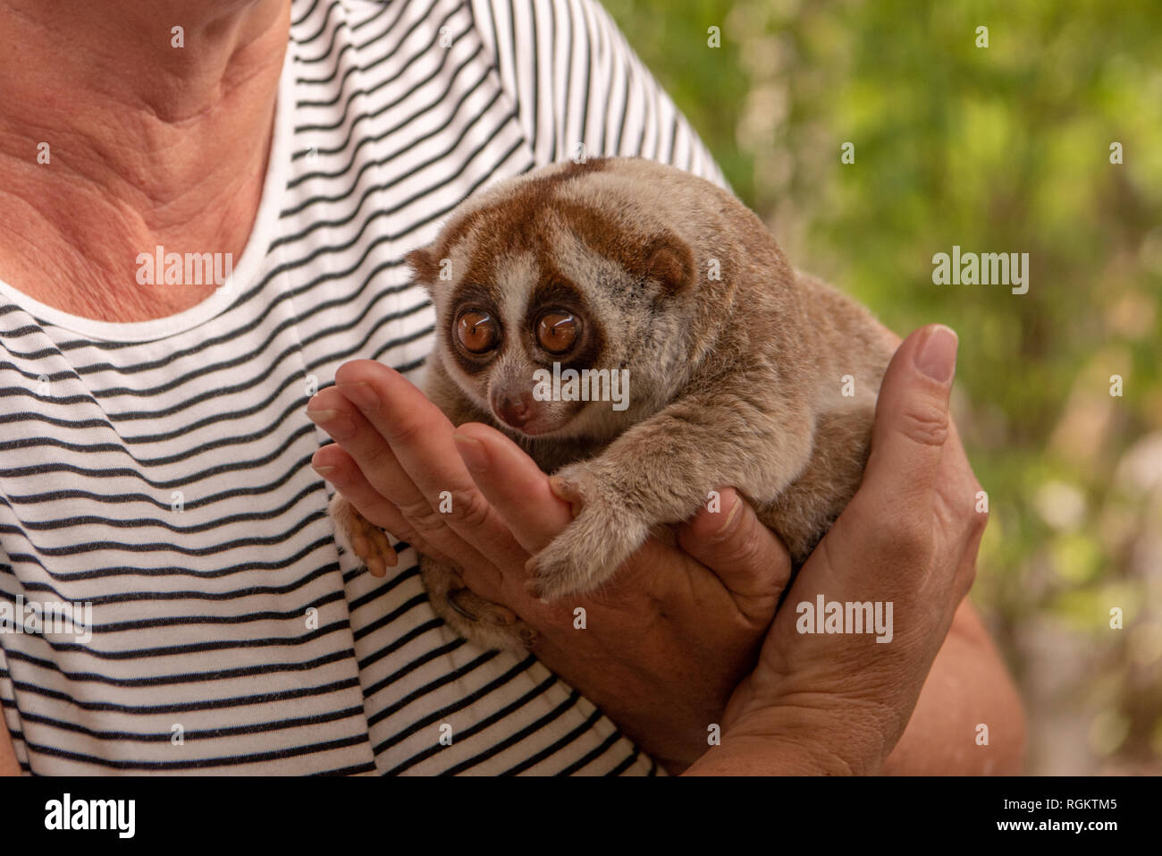 Slow loris hi-res stock photography and images - Alamy