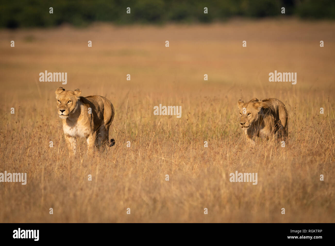 Two lions walking side-by-side through long grass Stock Photo - Alamy