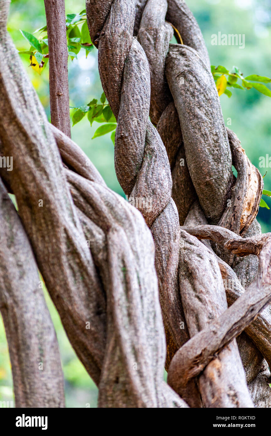 Interesting twisted shapes and patterns of a growing tree branches ...