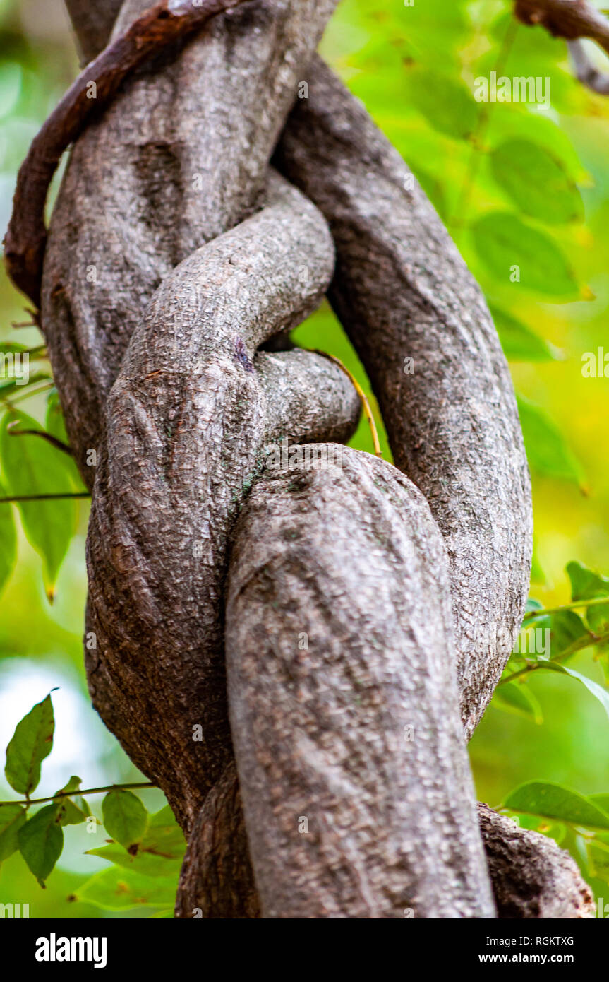 Interesting twisted shapes and patterns of a growing tree branches ...