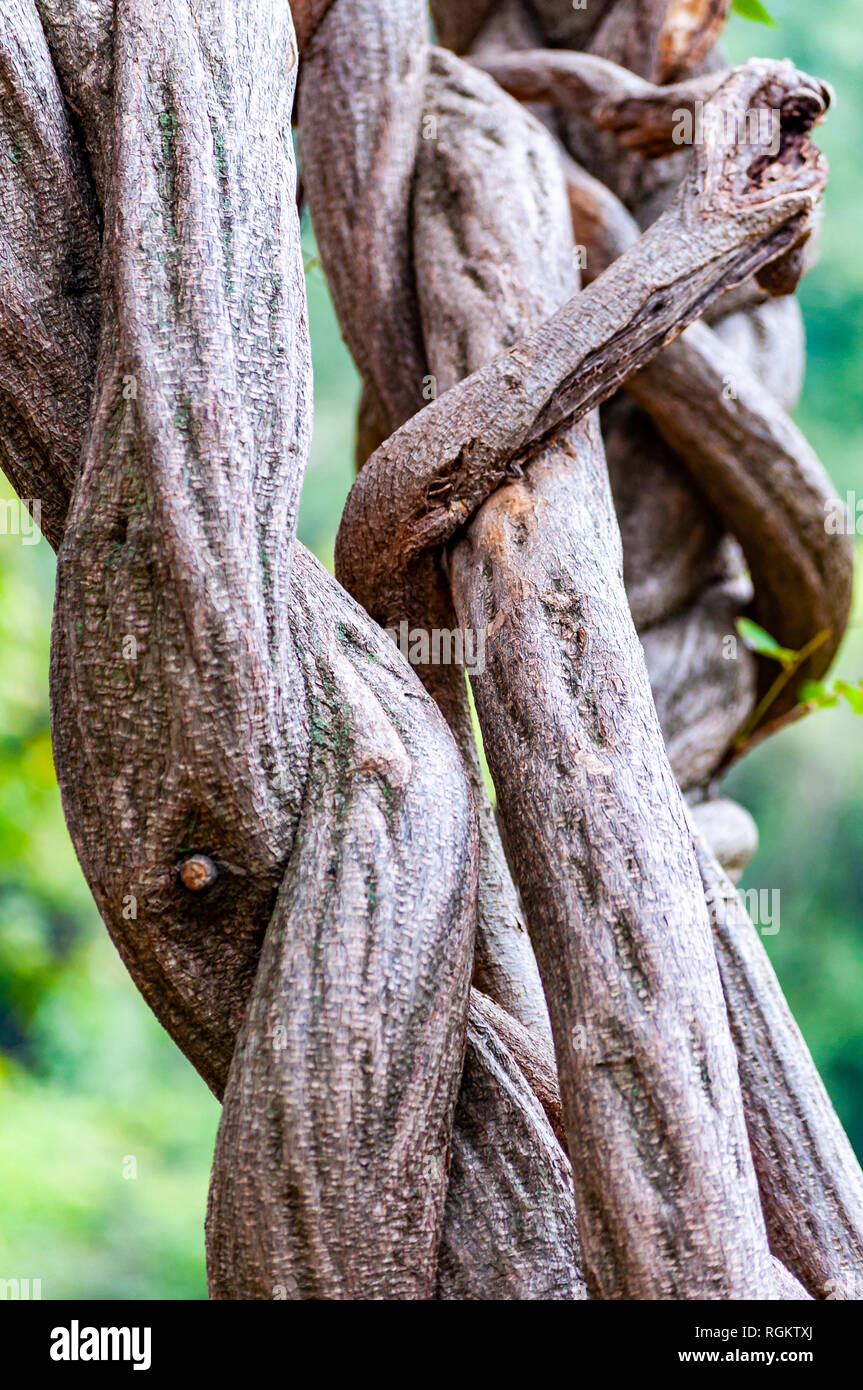 Interesting twisted shapes and patterns of a growing tree branches ...