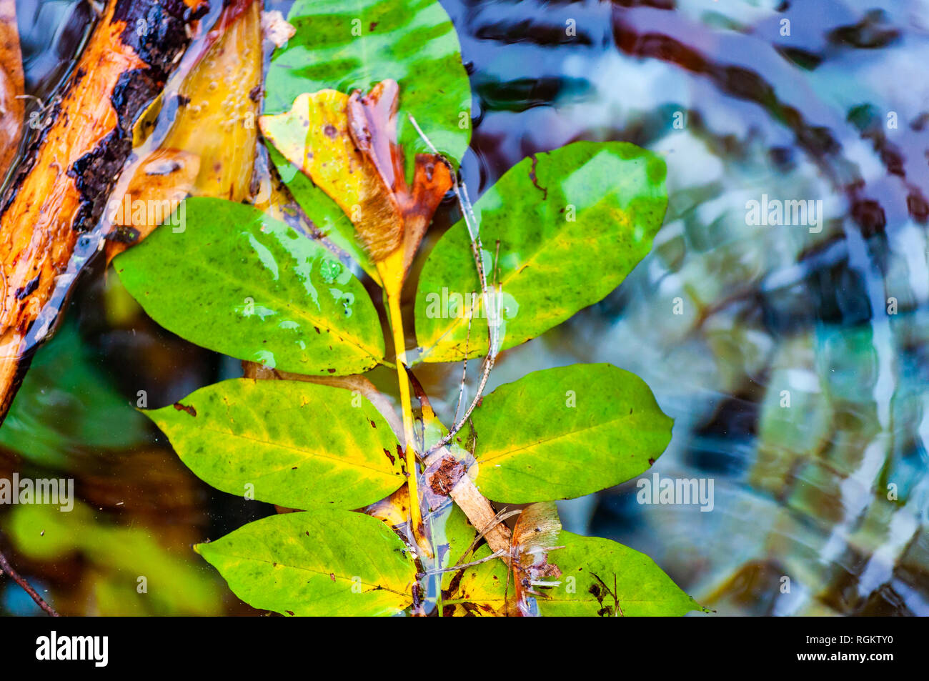 Close up waving water surface hi-res stock photography and images - Alamy