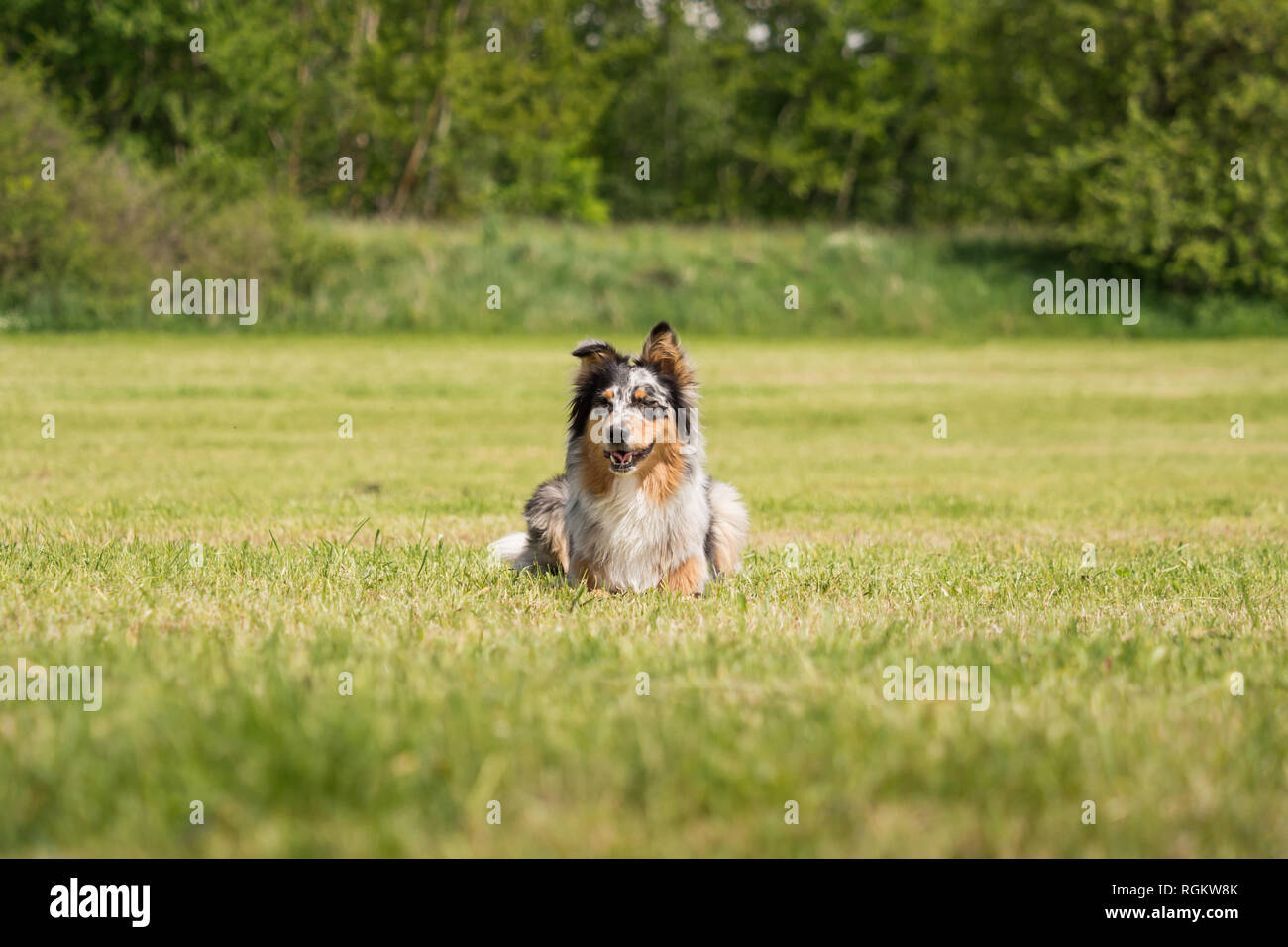 Beautiful australian shepherd hi-res stock photography and images - Alamy